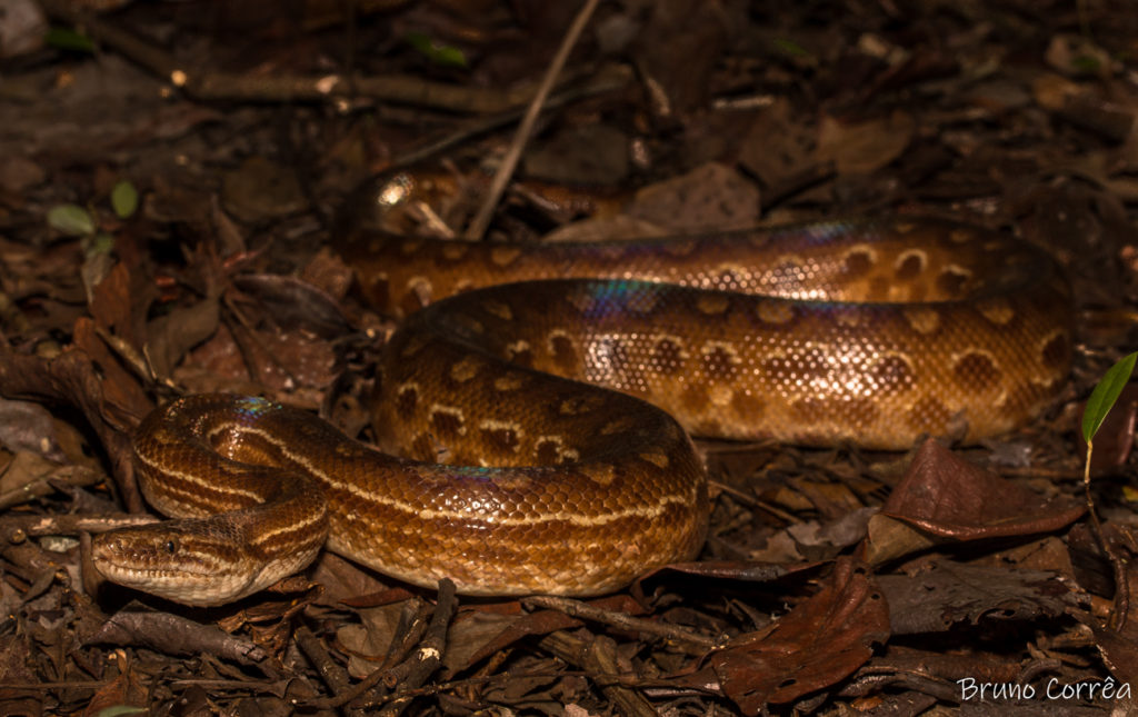 Fauna - Museu do Cerrado