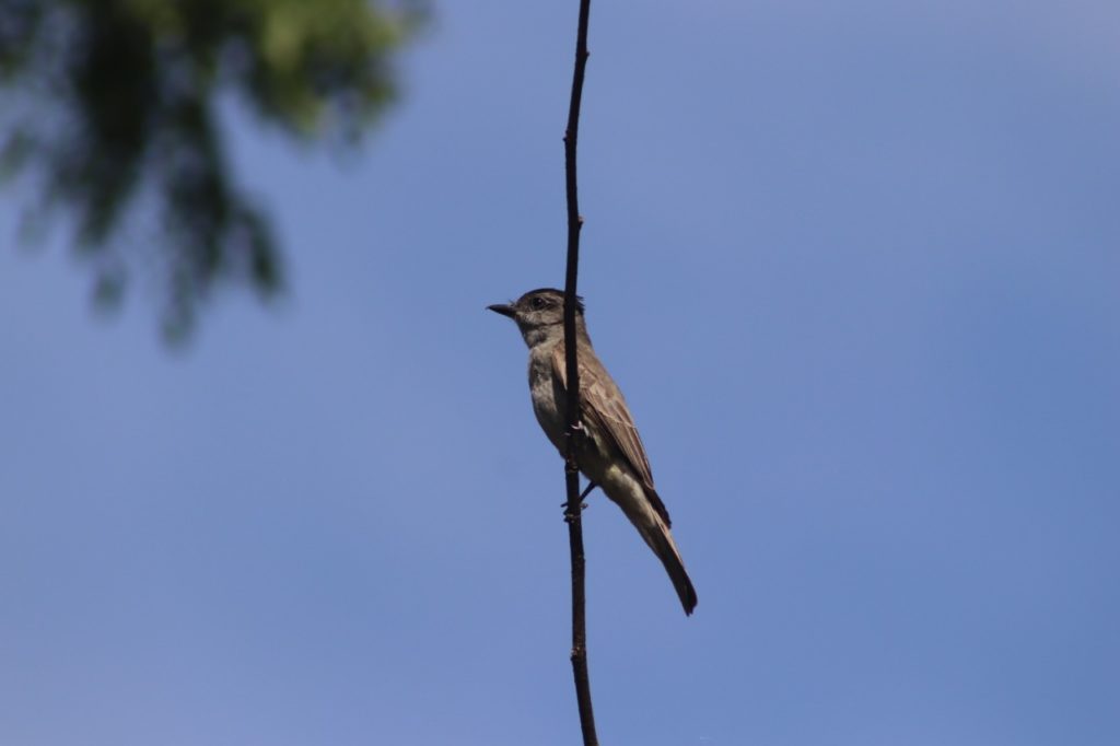 Fauna - Museu do Cerrado