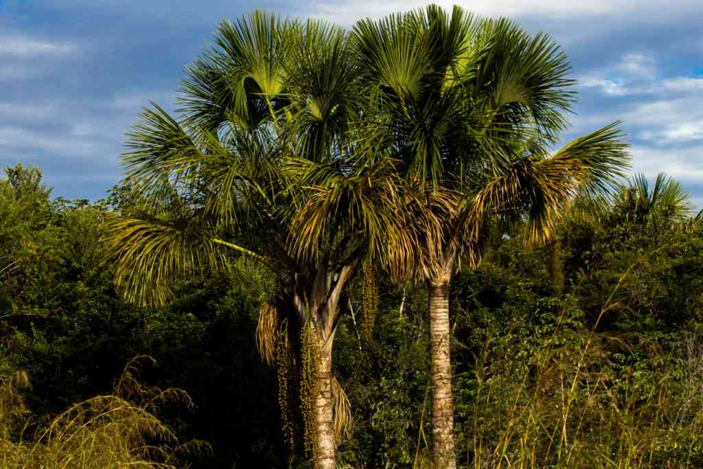 Flora do Cerrado - Museu do Cerrado