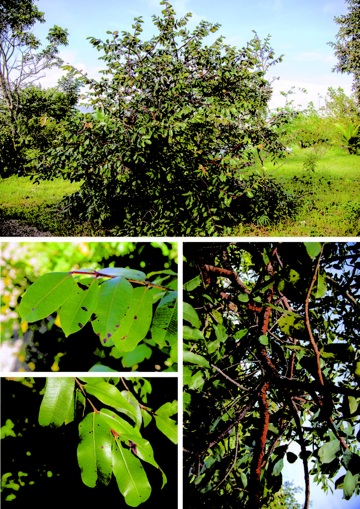Frutos do Cerrado - Museu do Cerrado