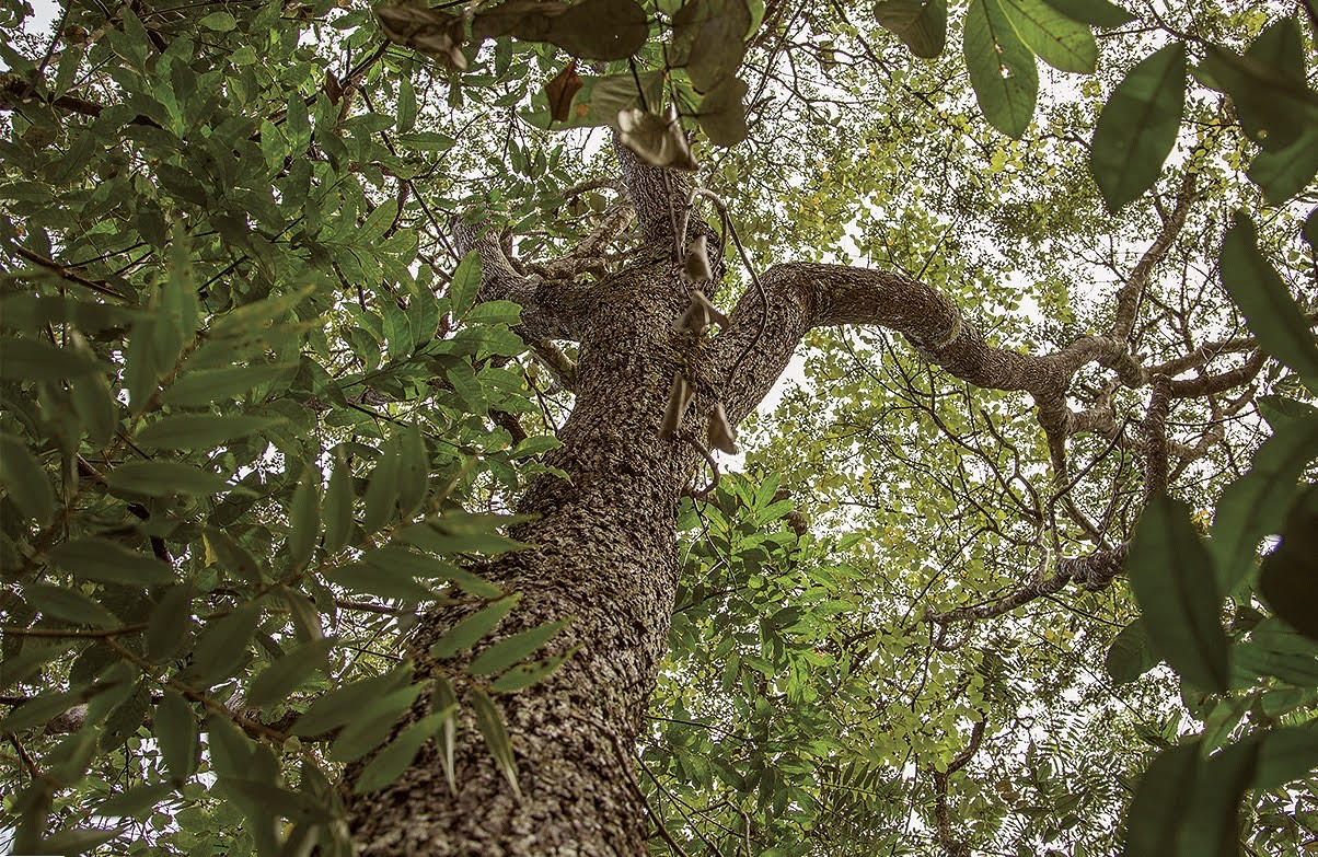 Copaíba - Museu do Cerrado