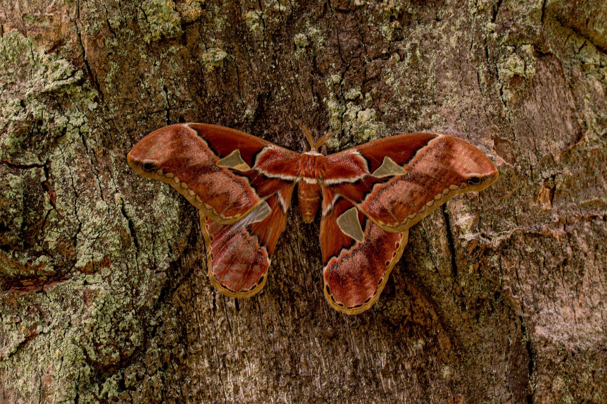 Fauna - Museu do Cerrado