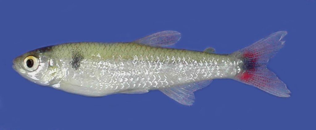 Peixes do Cerrado - Museu do Cerrado - Museu do Cerrado