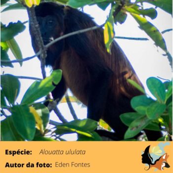 Alouatta - Museu do Cerrado