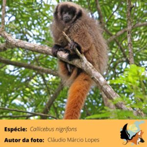 Callicebus nigrifons (Guigó-de-frente-negra) - Museu do Cerrado