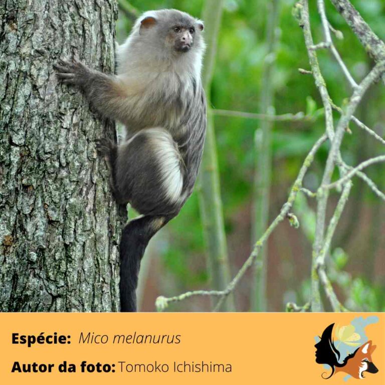 Mico - Museu do Cerrado