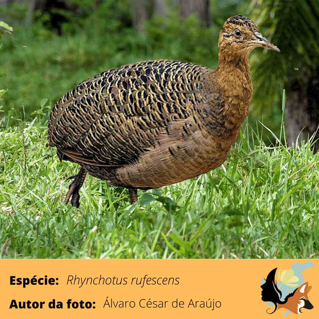 Perdiz - Museu do Cerrado