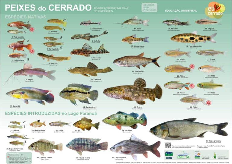 Peixes do Cerrado - Museu do Cerrado - Museu do Cerrado