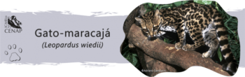 Gato-maracajá - Museu do Cerrado