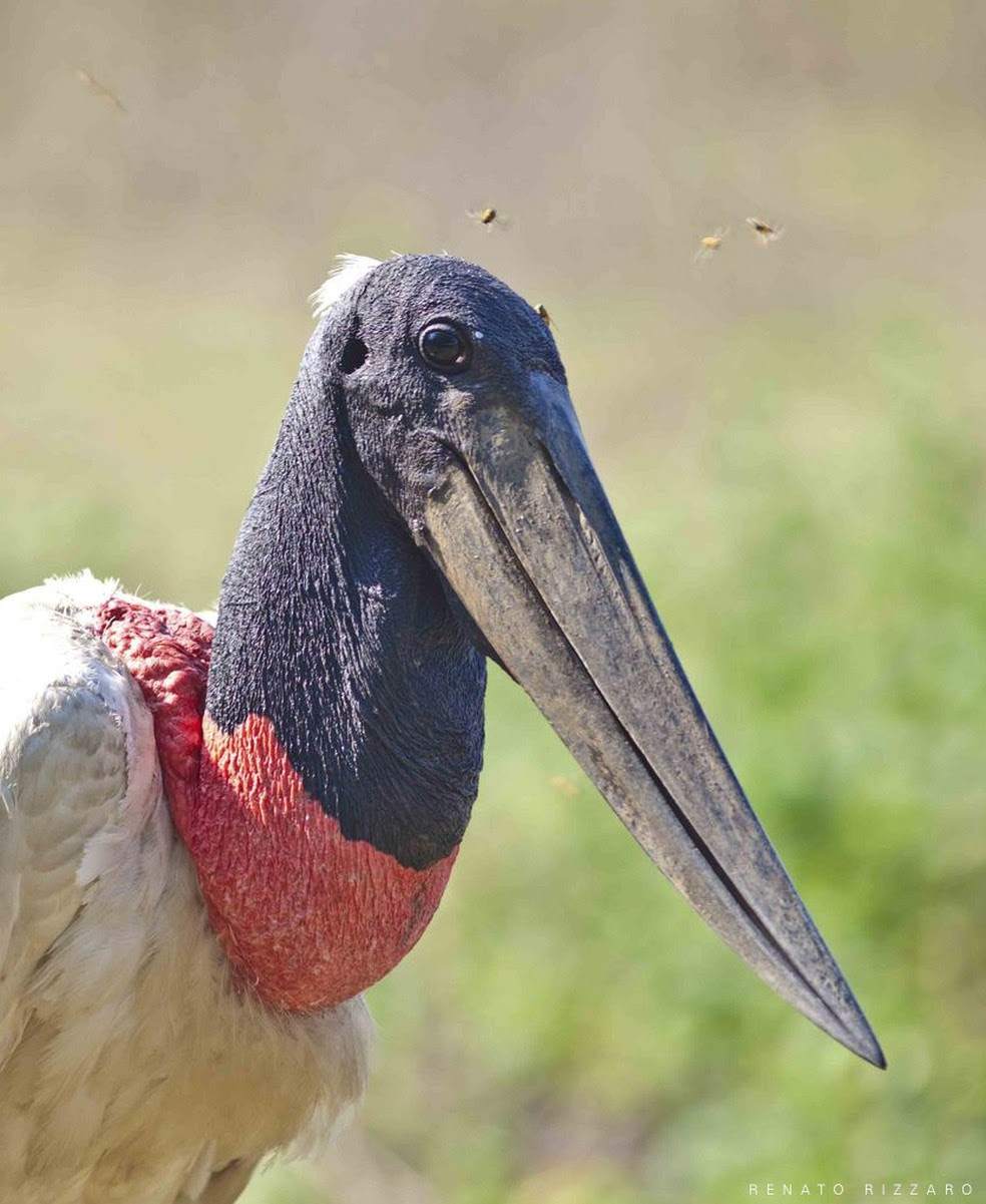 Aves do Cerrado - Museu do Cerrado